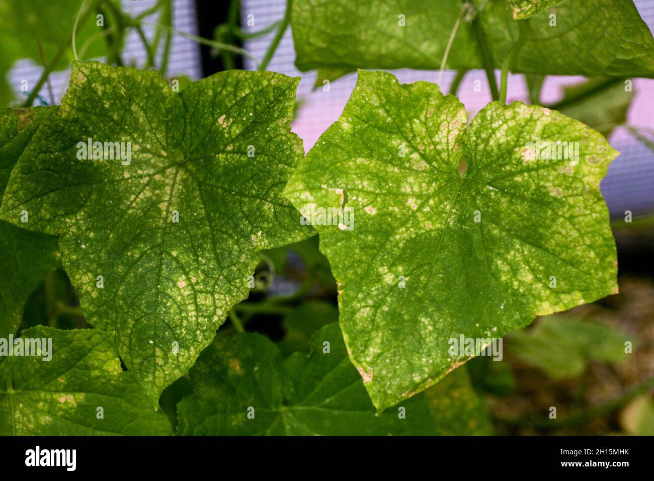 affected by diseases and pests of plant leaves and fruits of cucumber ...