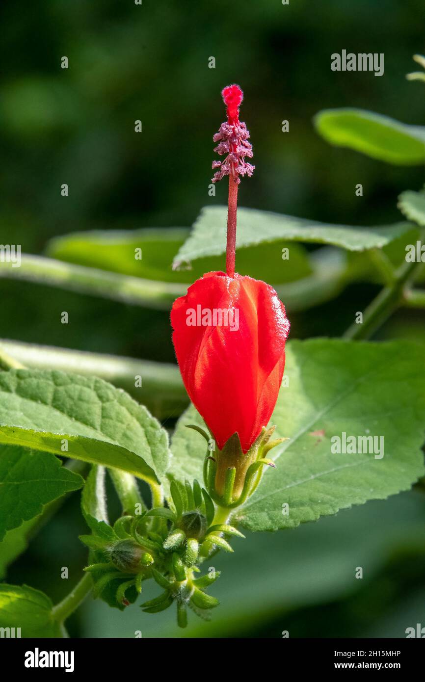 Malvaviscus arboreus is a species of flowering plant in the hibiscus ...