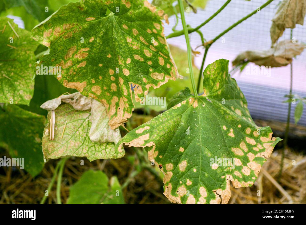 affected by diseases and pests of plant leaves and fruits of cucumber ...