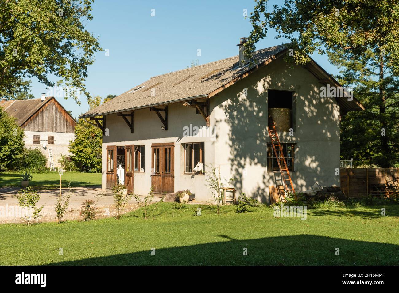 Stable home with horse in window, green trees and blue sky Stock Photo ...