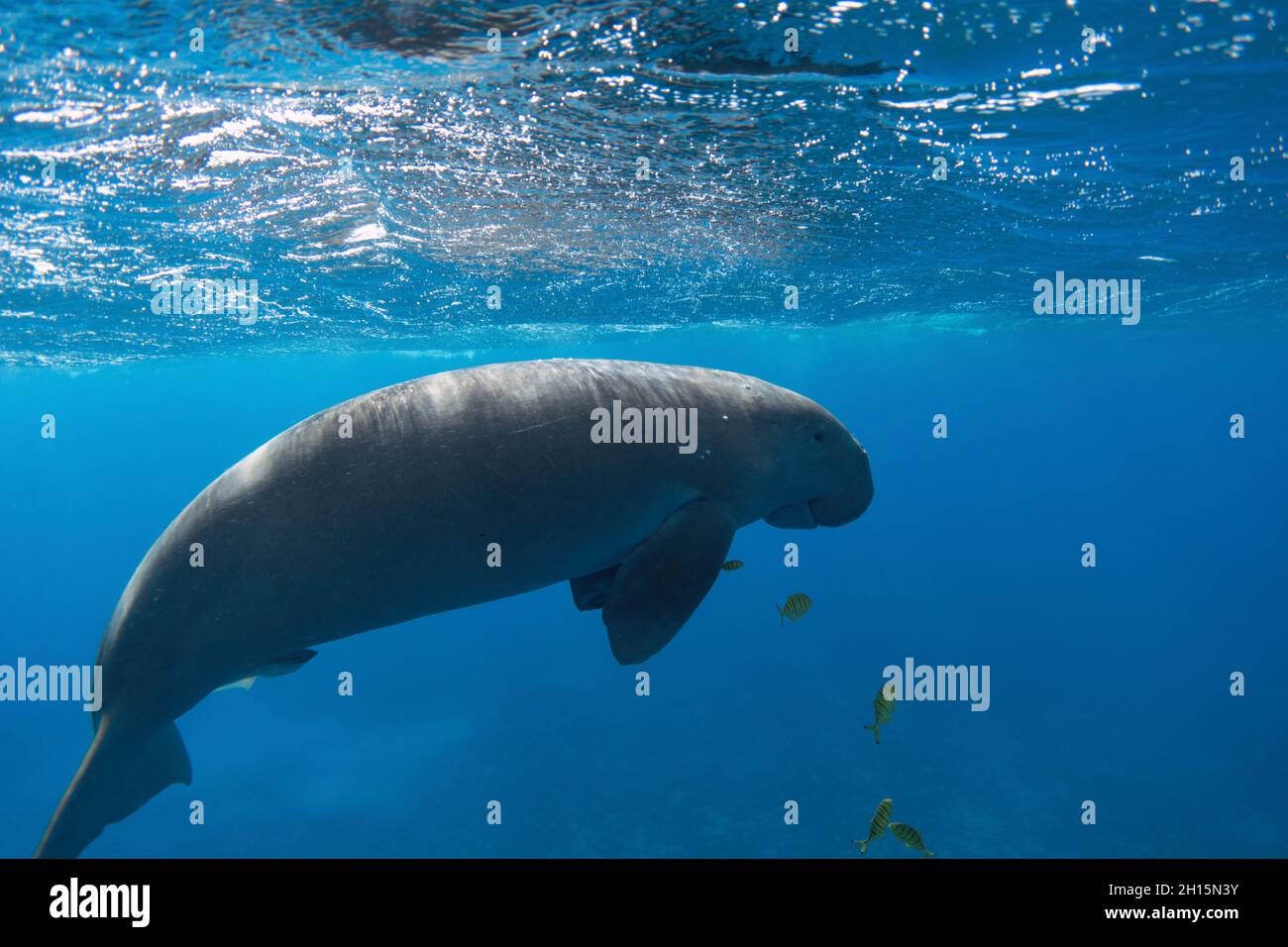 Dugong, australia hi-res stock photography and images - Alamy