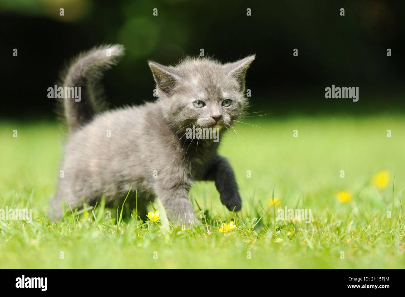 cute kitten running on meadow in the garden Stock Photo - Alamy