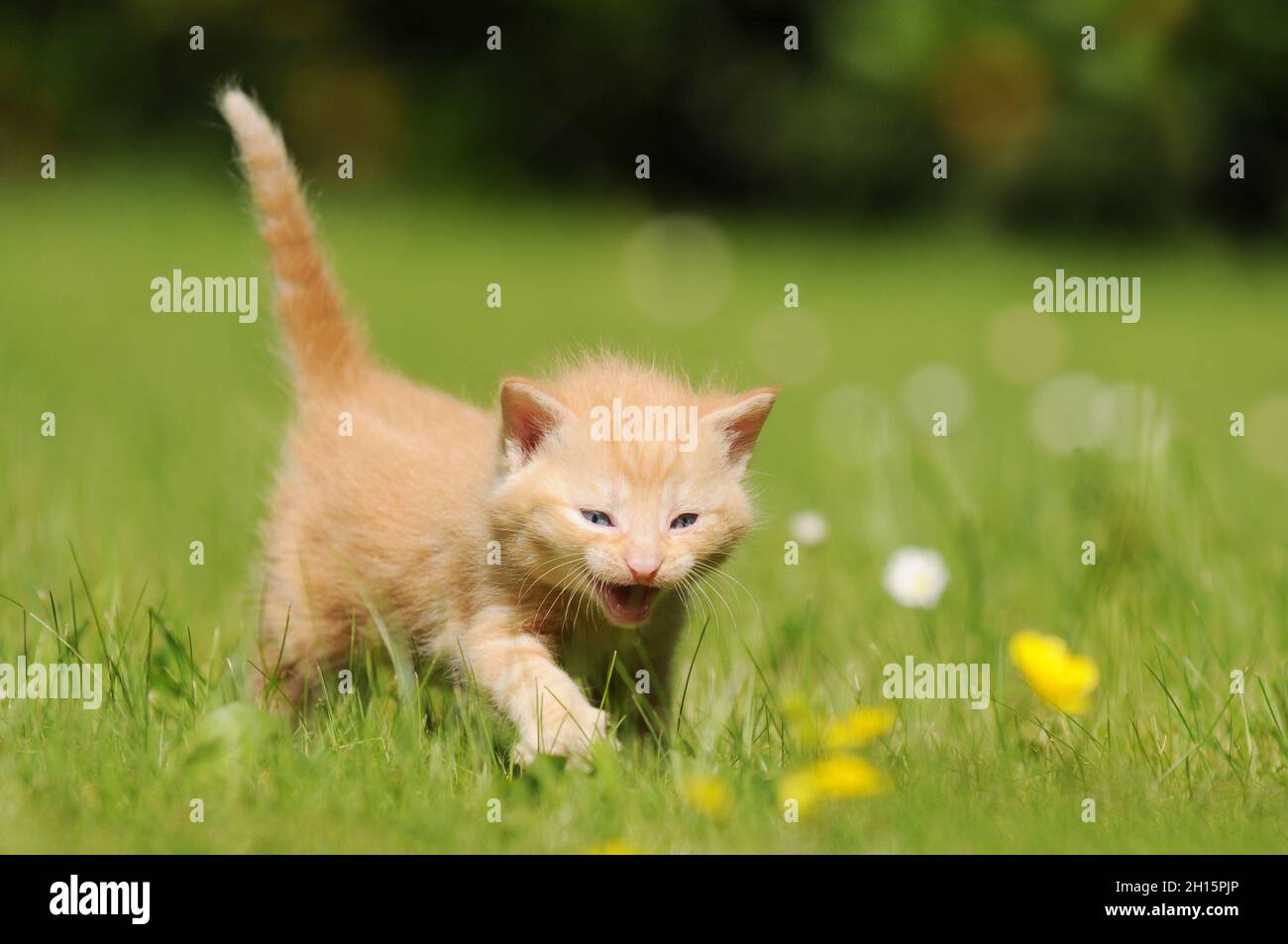 cute red kitten running on meadow in the garden Stock Photo - Alamy