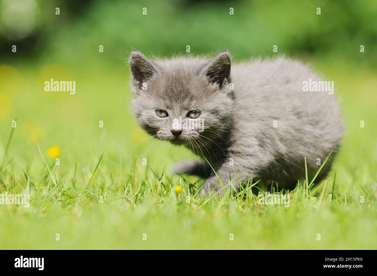 cute kitten running on meadow in the garden Stock Photo - Alamy