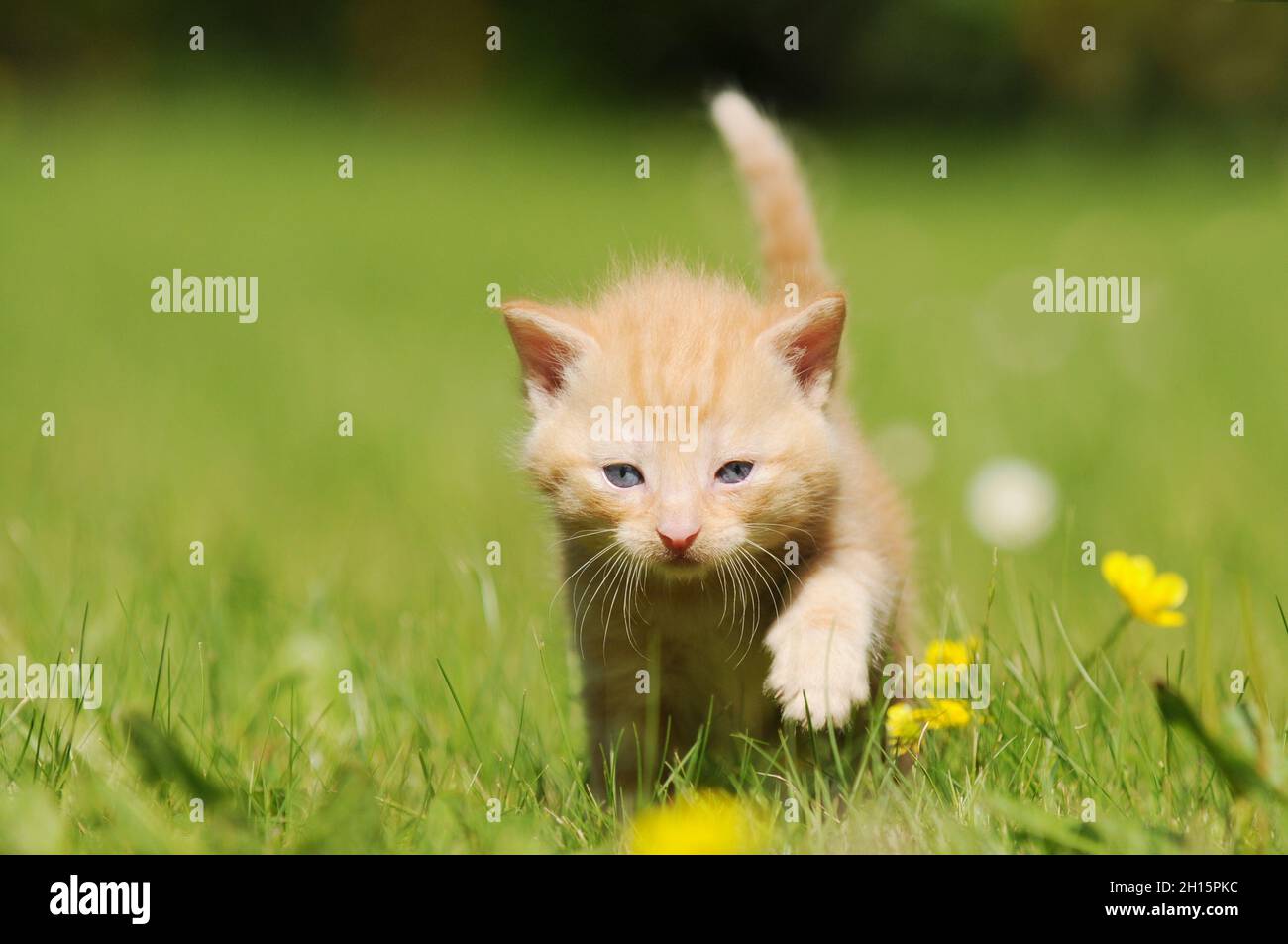 cute red kitten running on meadow in the garden Stock Photo - Alamy