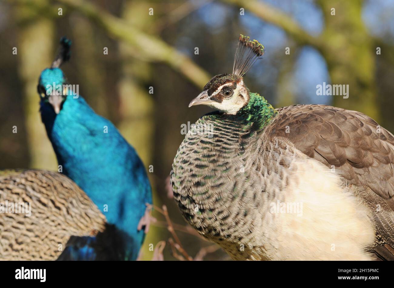common peafowl in the nature Stock Photo - Alamy