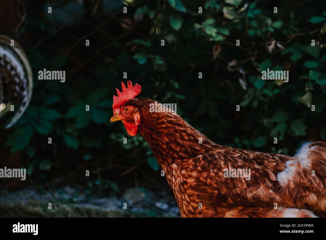 Beautiful picture of a brown rooster in a natural environment Stock ...