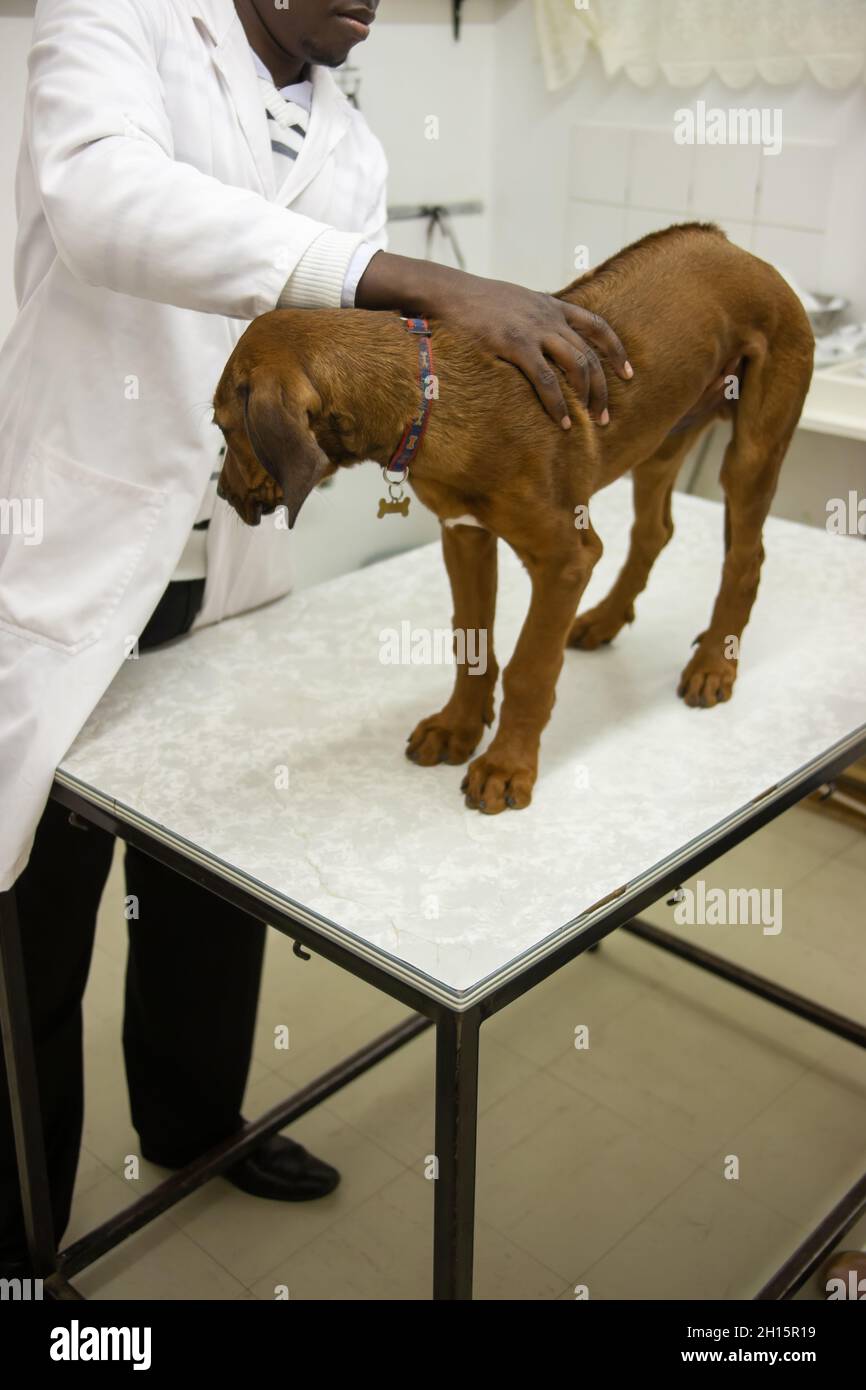 Very sick dog at the veterinary, African doctor in the background and ...