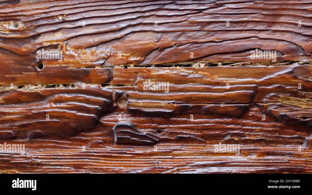 Varnished wood texture hi-res stock photography and images - Alamy