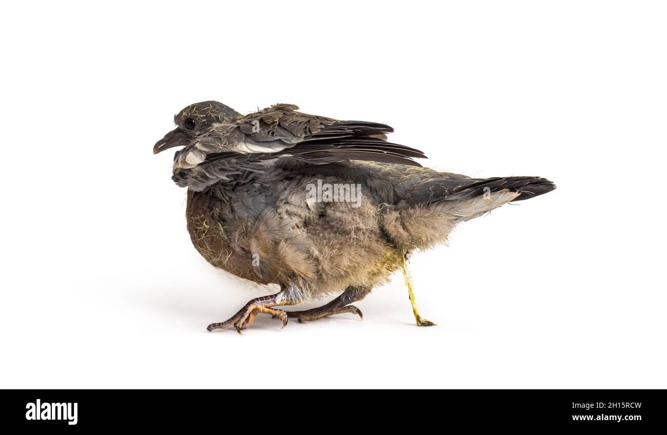 Young domestic pigeon pooing, against white background Stock Photo - Alamy