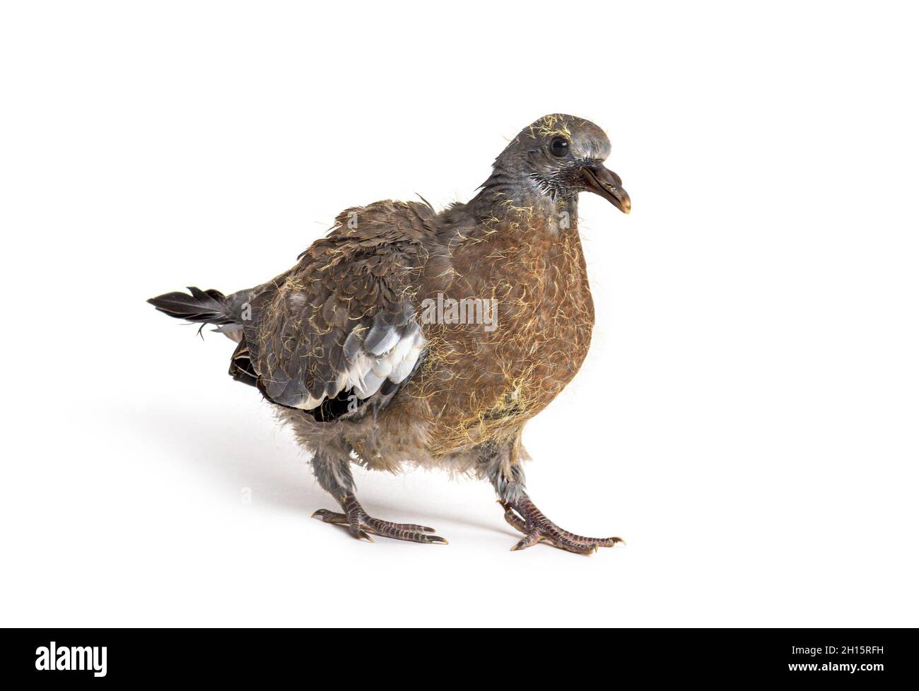 Young domestic pigeon falling out of the nest, against white background ...