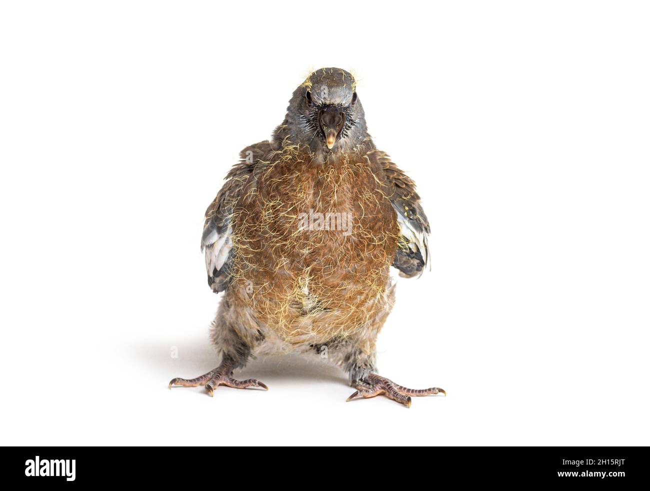 Young domestic pigeon falling out of the nest facing at the camera ...