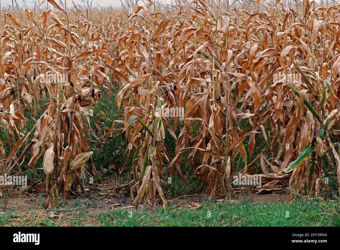 Dry corn crops field outside in country ready for harvesting Stock ...