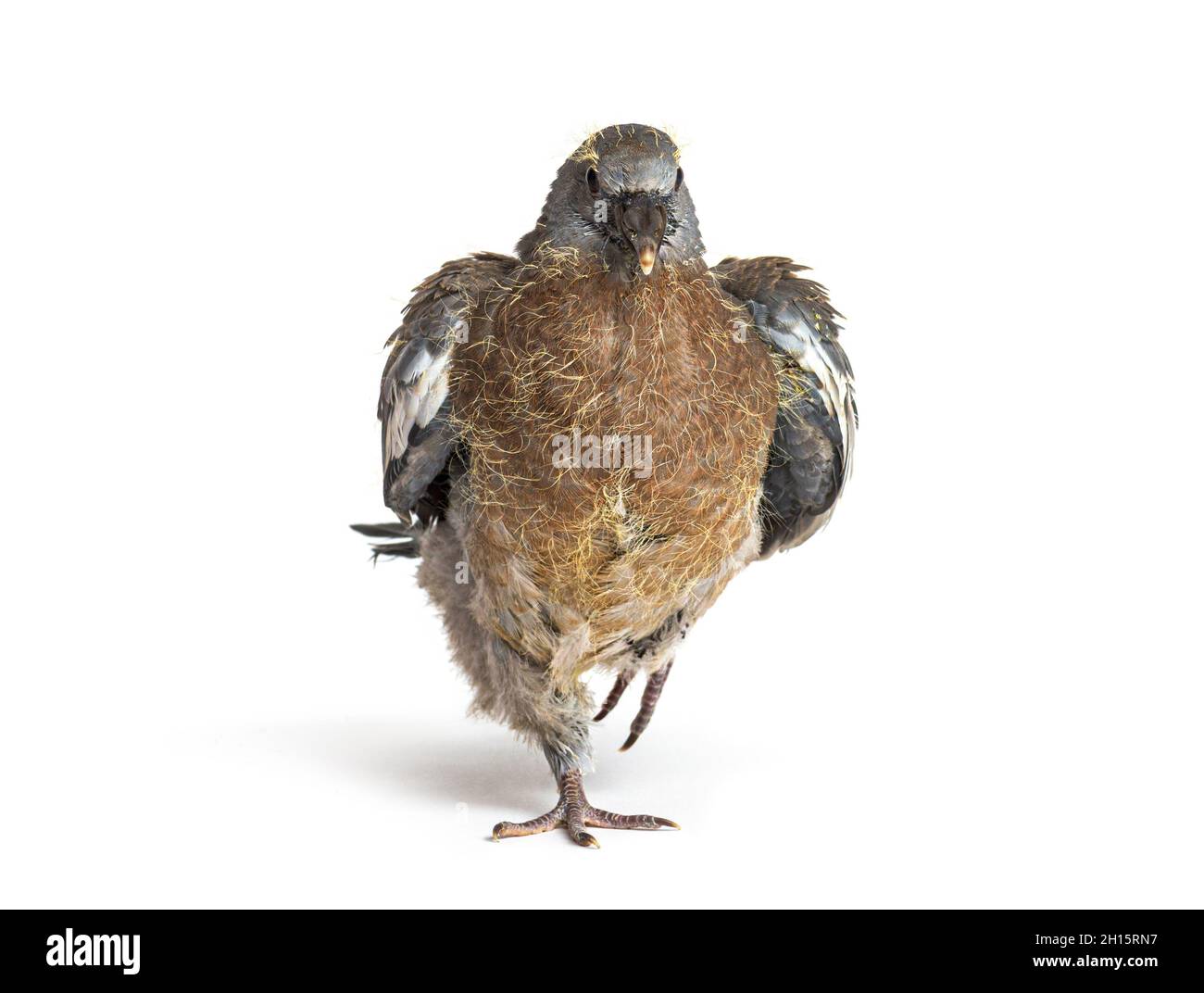 Young domestic pigeon falling out of the nest, against white background ...