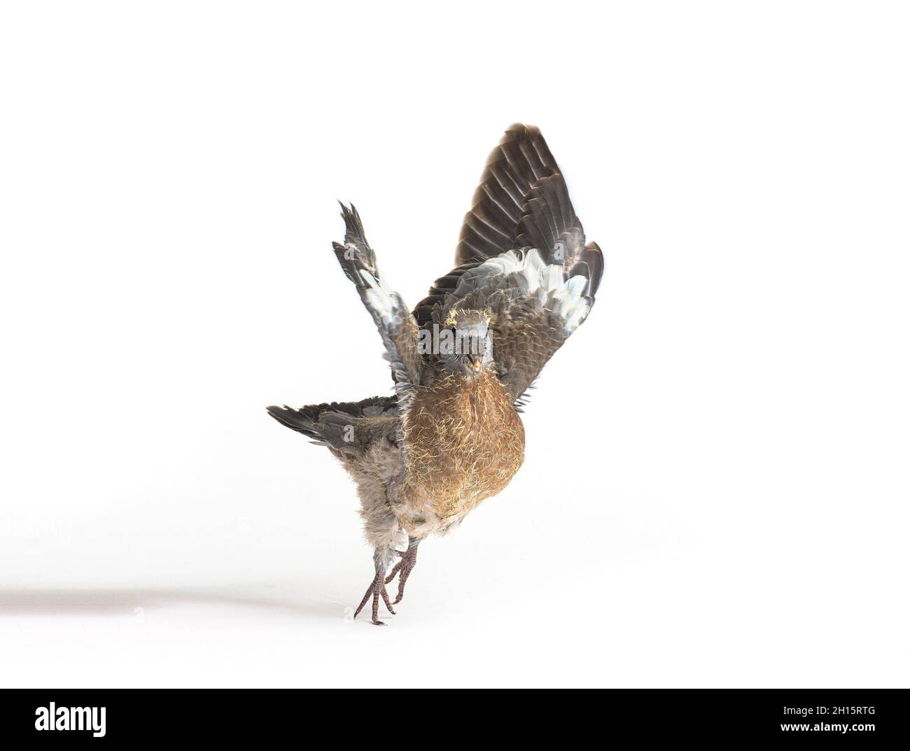 Young domestic pigeon falling out of the nest taking its first take off ...