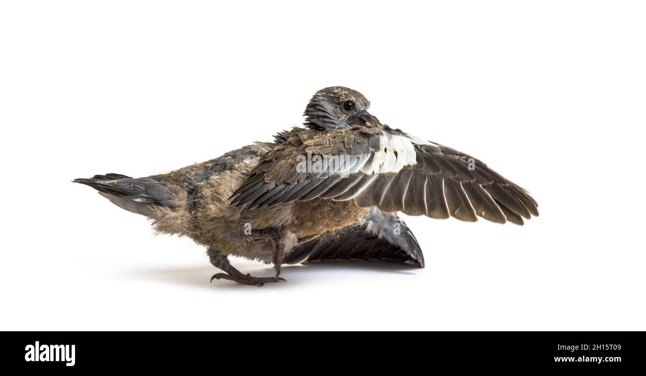Young domestic pigeon falling out of the nest taking its first take off ...