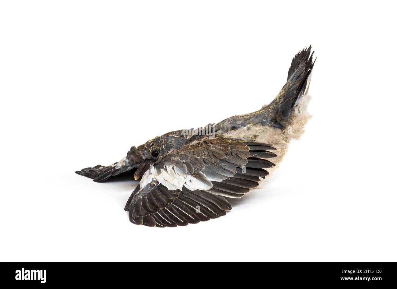 Young domestic pigeon falling out of the nest taking its first take off ...