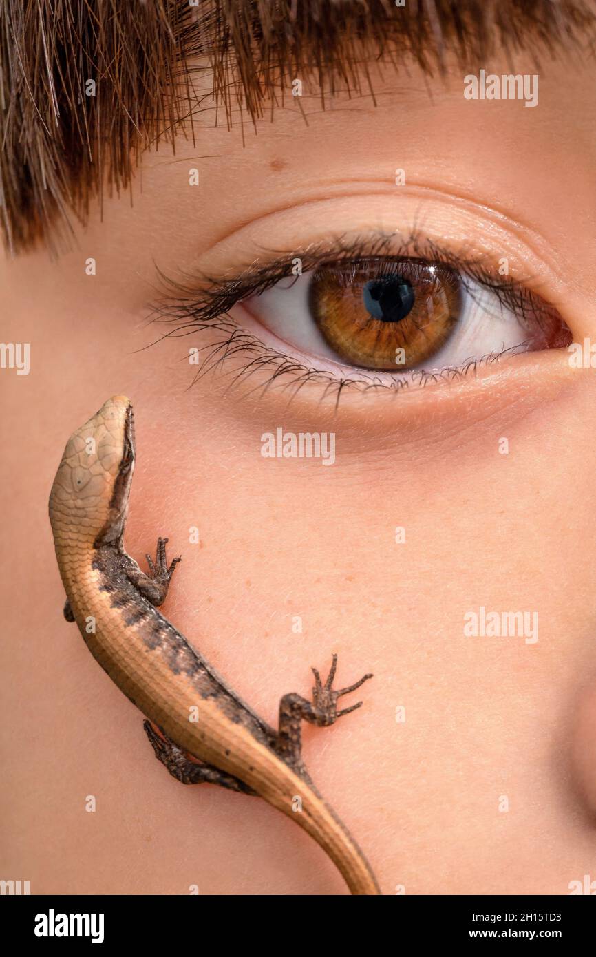 Brown lizard on old hi-res stock photography and images - Alamy
