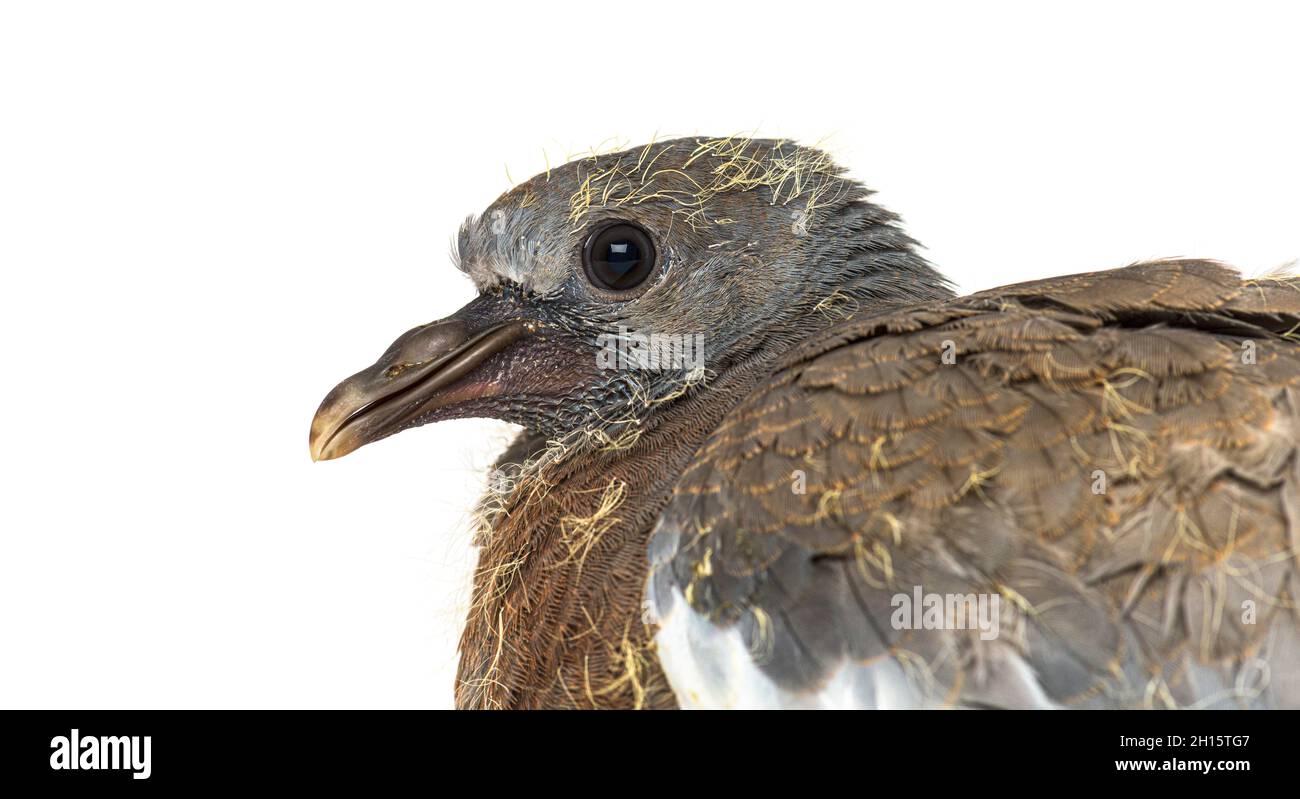 Young domestic pigeon falling out of the nest, against white background ...