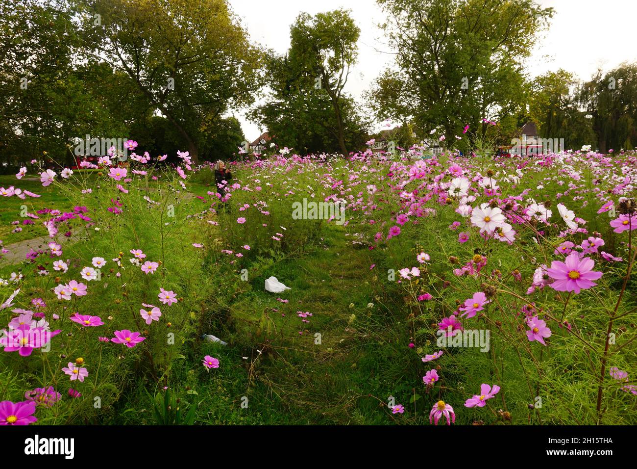 Beautiful flowers in autumn in Roe Green Park, Kingsbury, London United ...