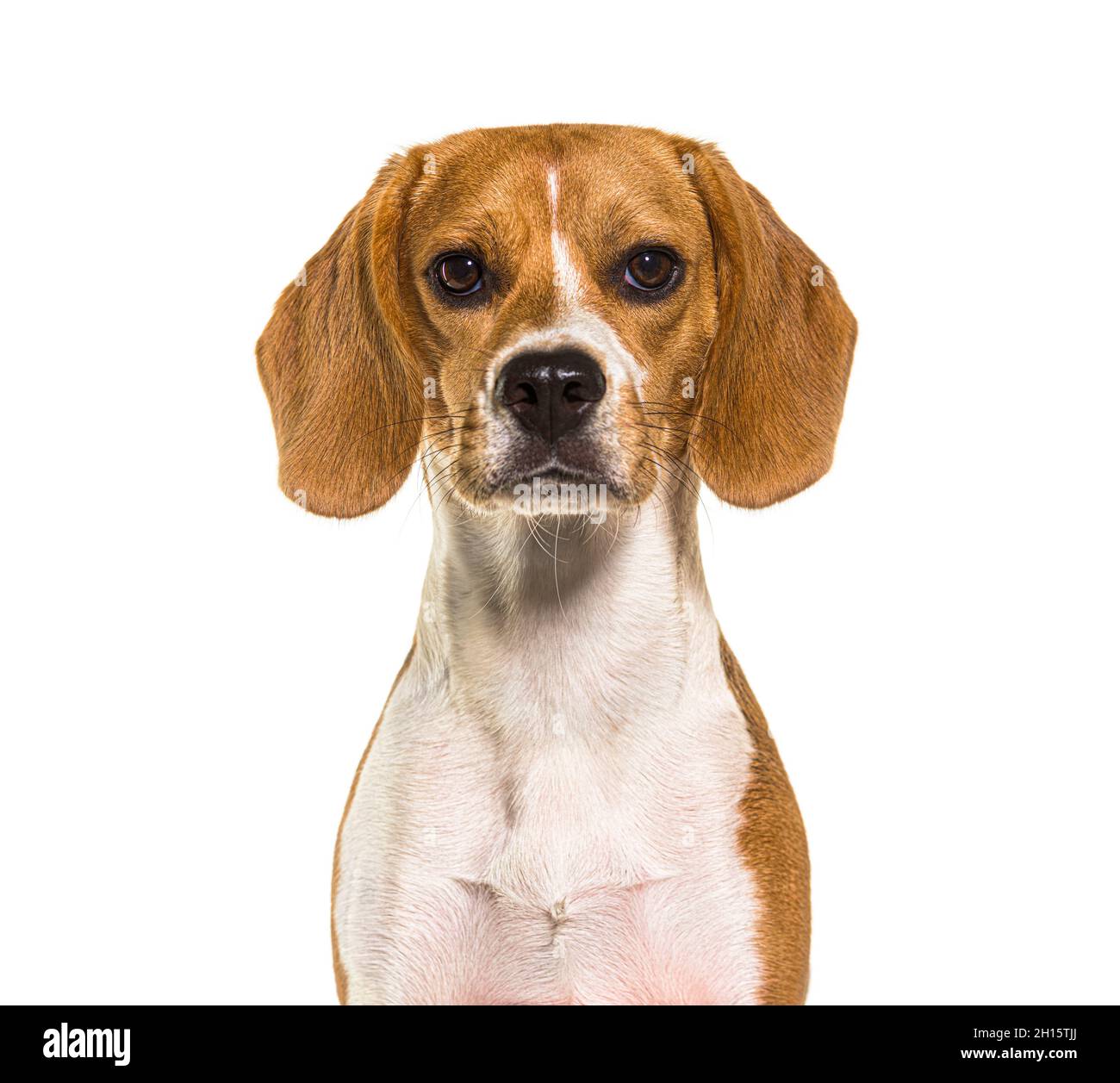 Beagles facing hi-res stock photography and images - Alamy