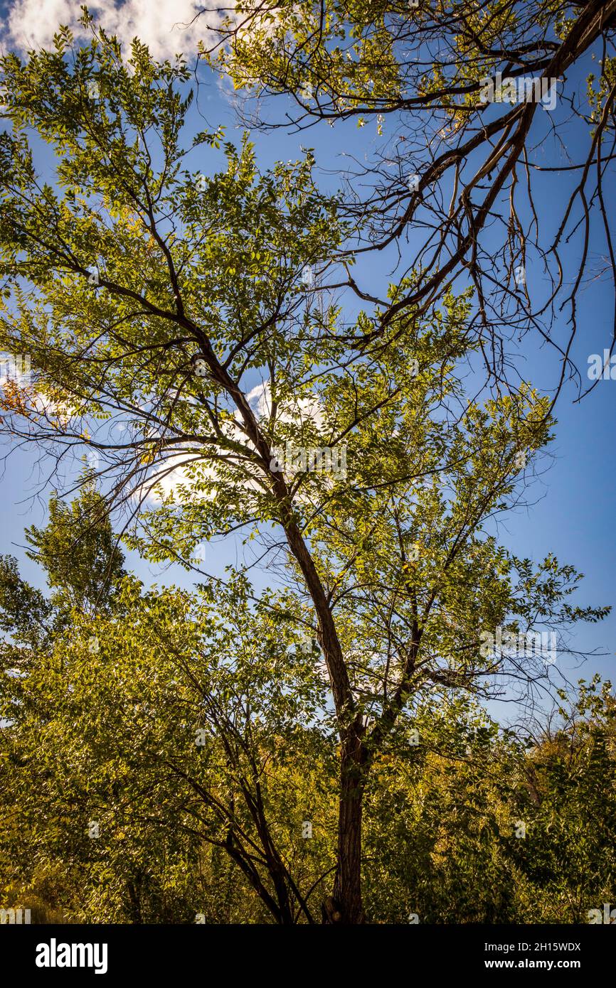 Tall tree in deep blue sky Stock Photo - Alamy