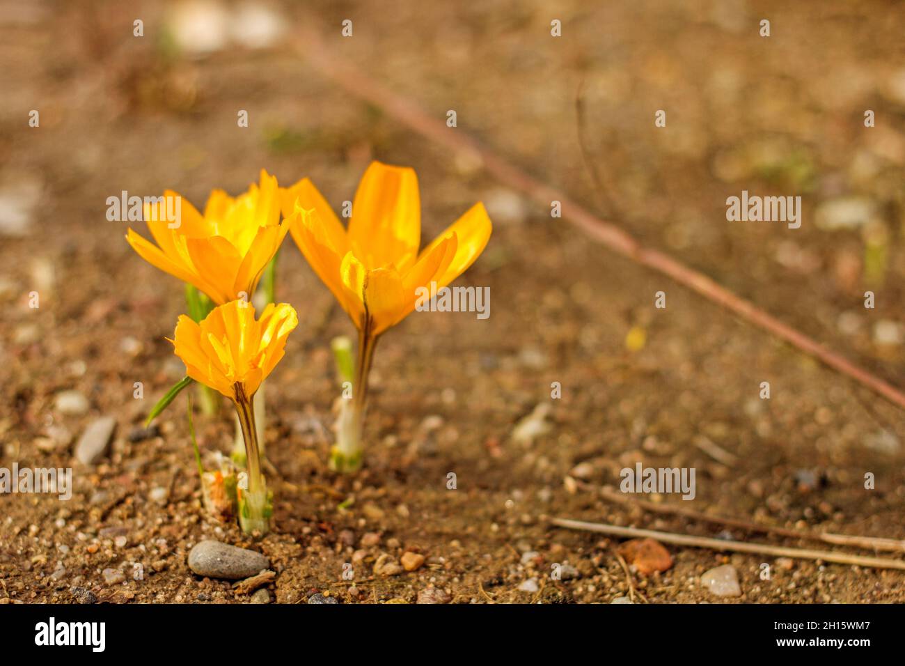 Closeup of crocus angustifolius flowers growing in a meadow with a ...