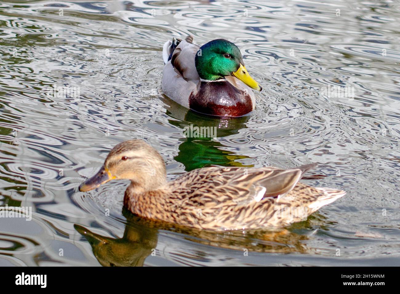 Closeup of mallards swimming on a lake in a park in the daylight Stock ...