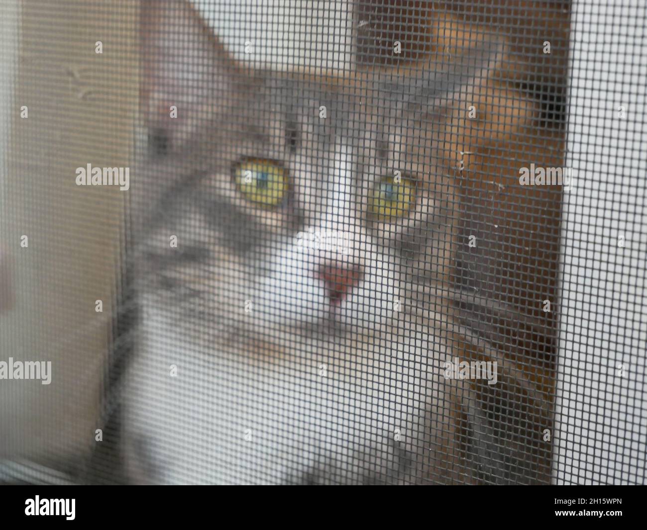 Close up looking through window screen hi-res stock photography and ...