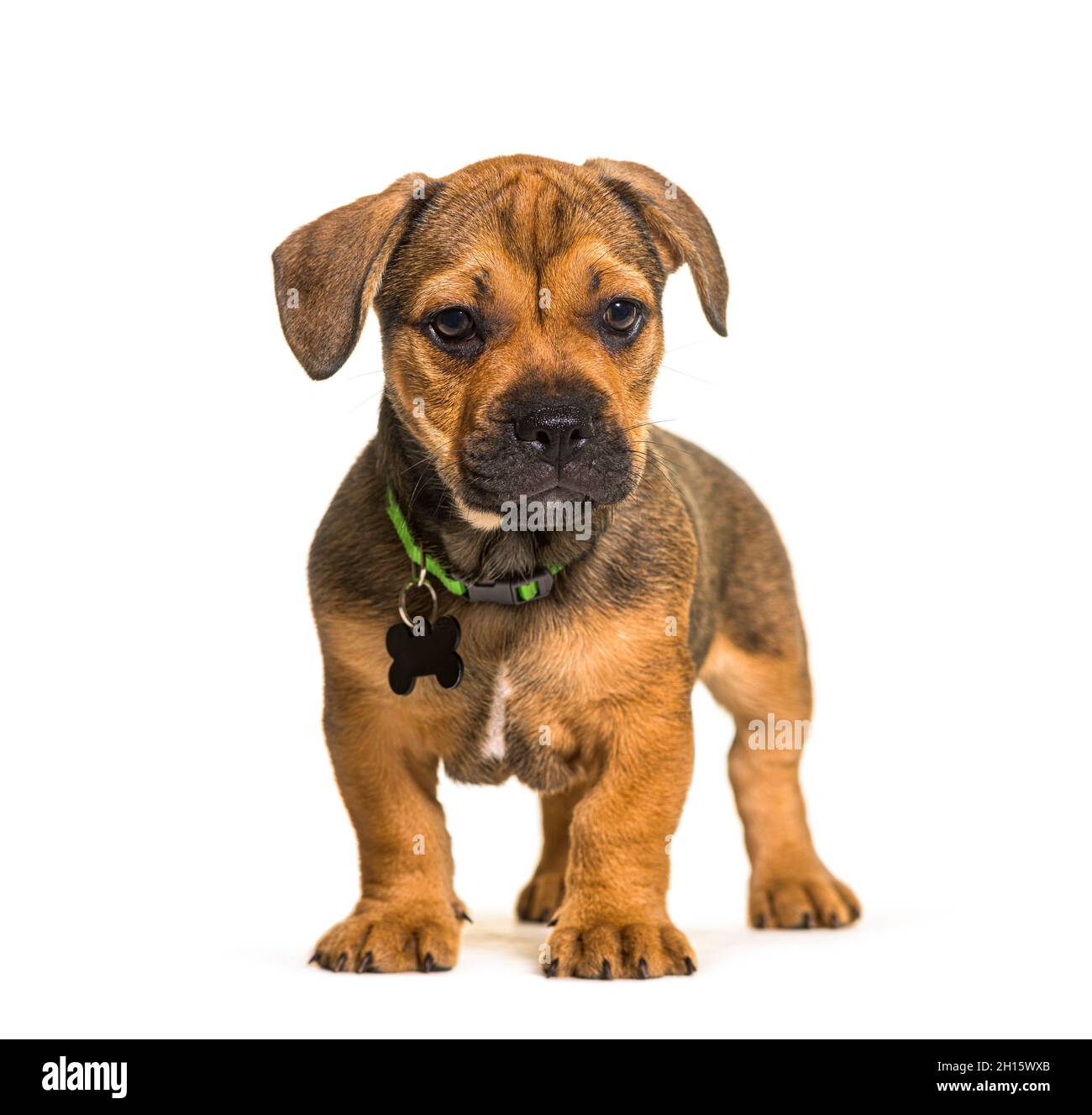Pastel puppy Cut Out Stock Images & Pictures - Alamy