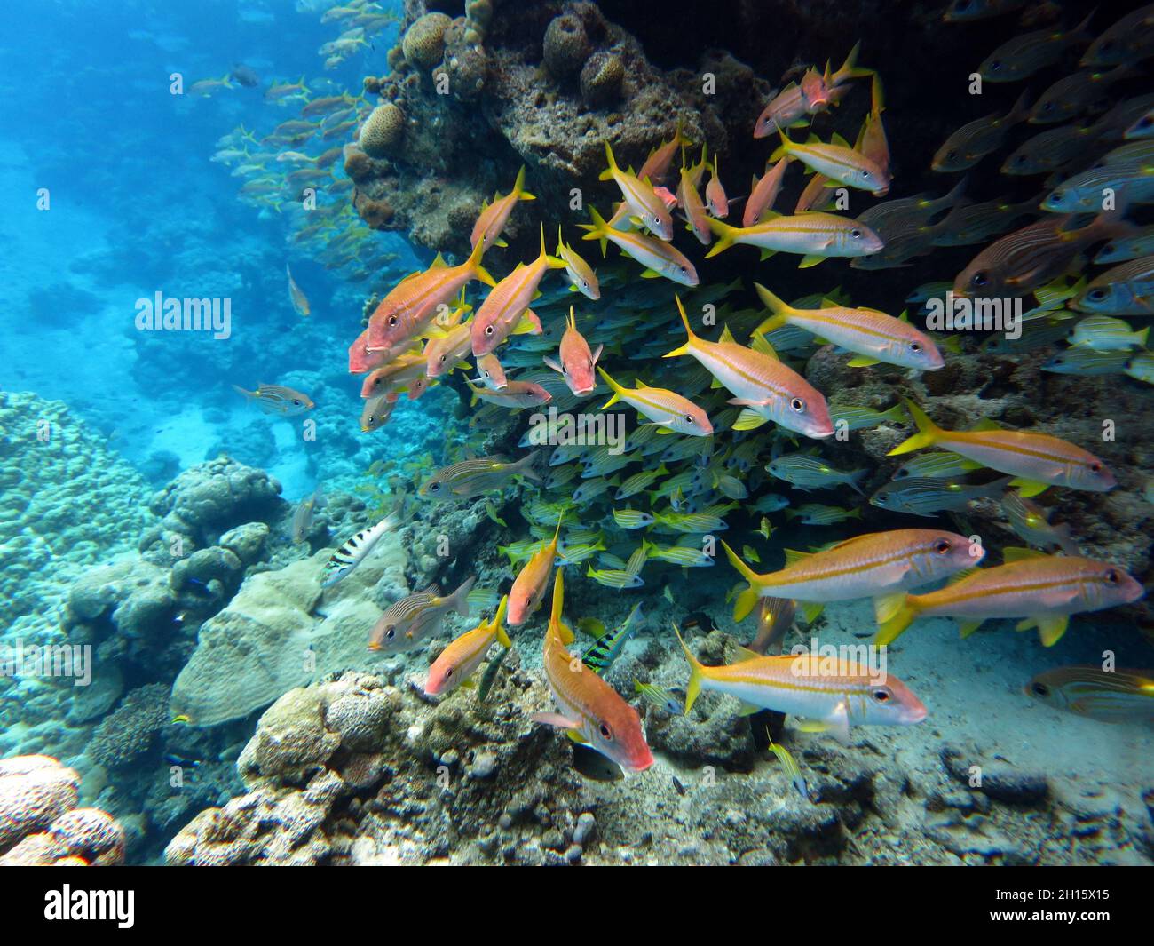 Colorful fish shoal in the National Marine Sanctuary of American Samoa ...