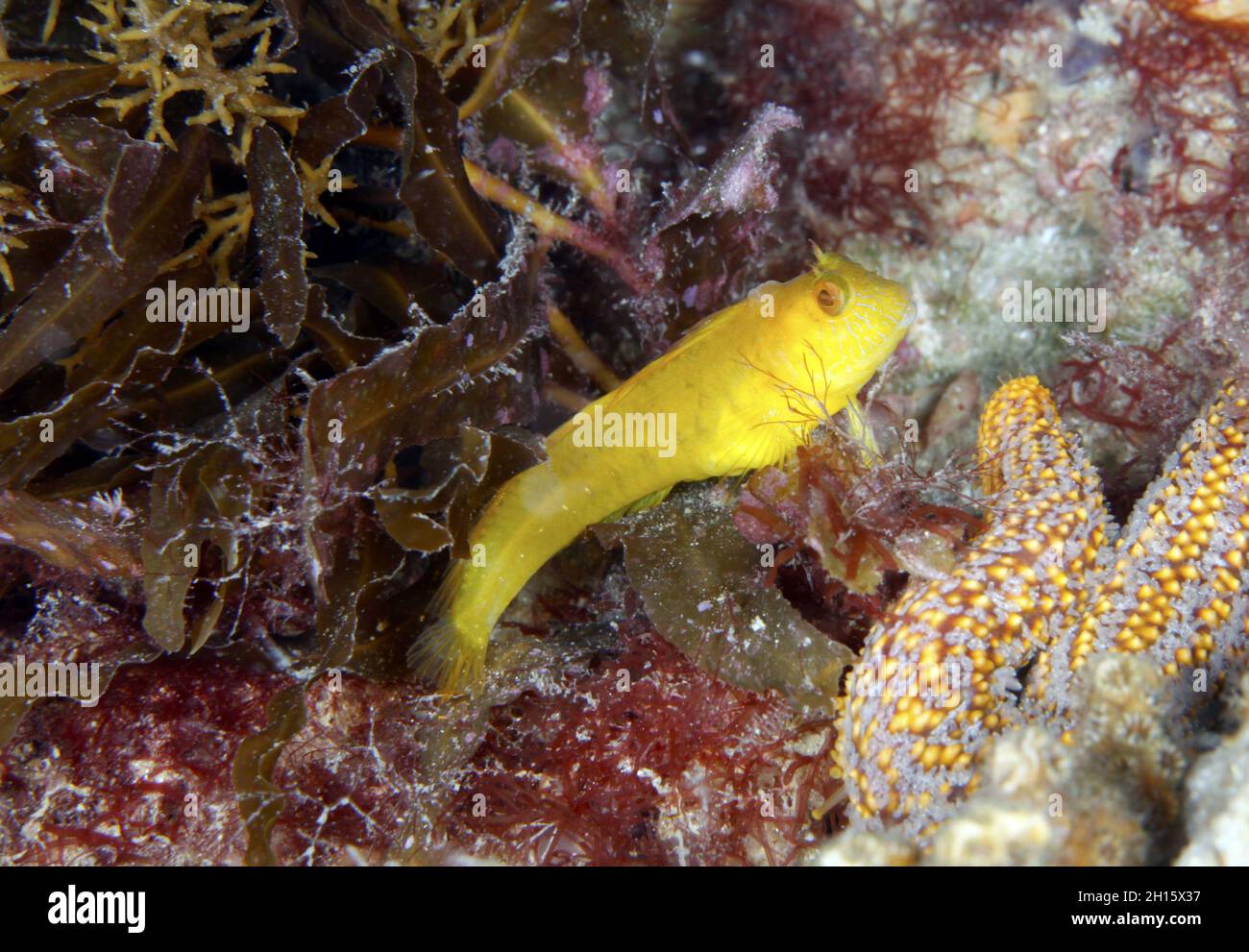 Little yellow seaweed blenny in Gray's Reef, National Marine aquarium ...