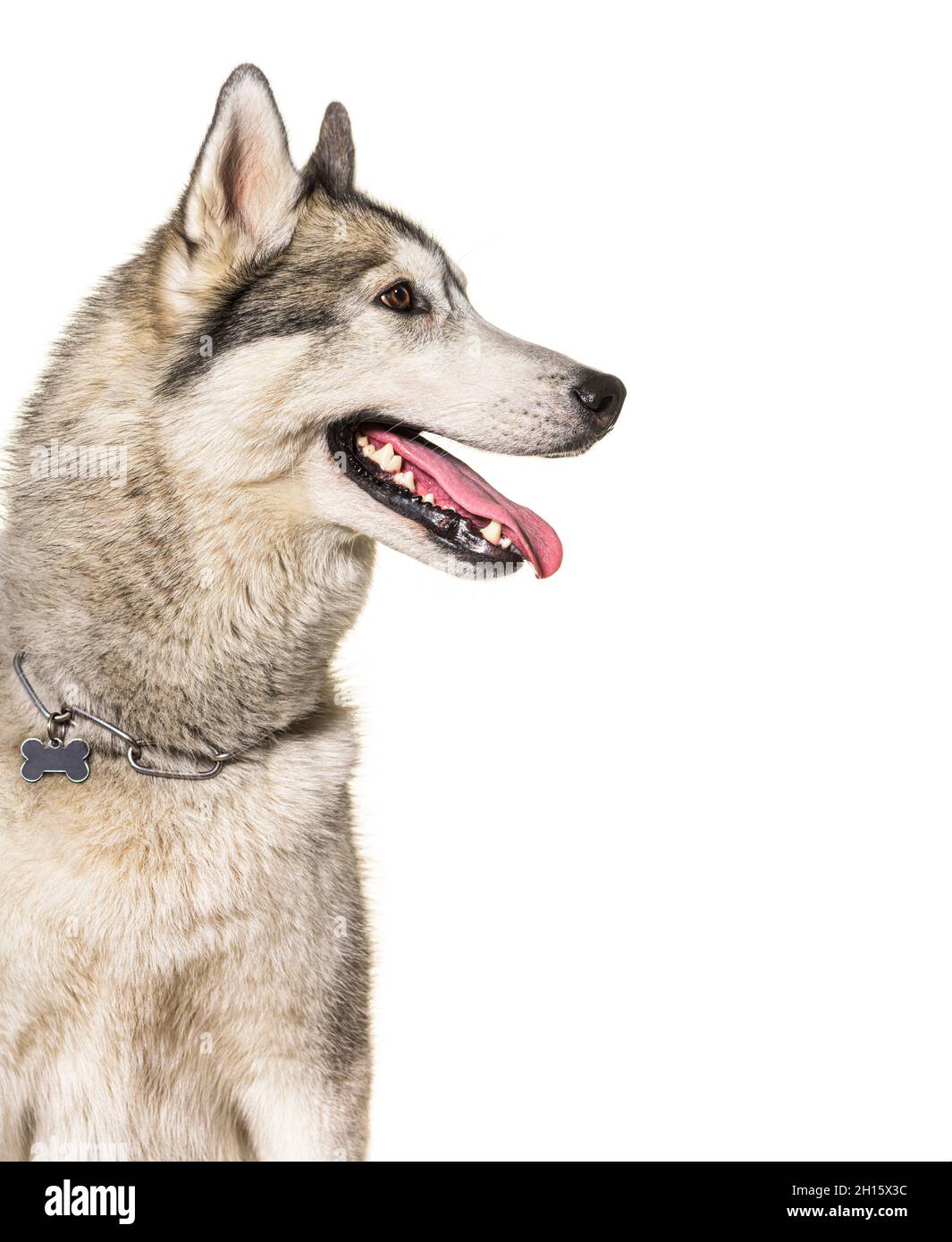 head shot of a panting Husky wearing a collar against a white ...