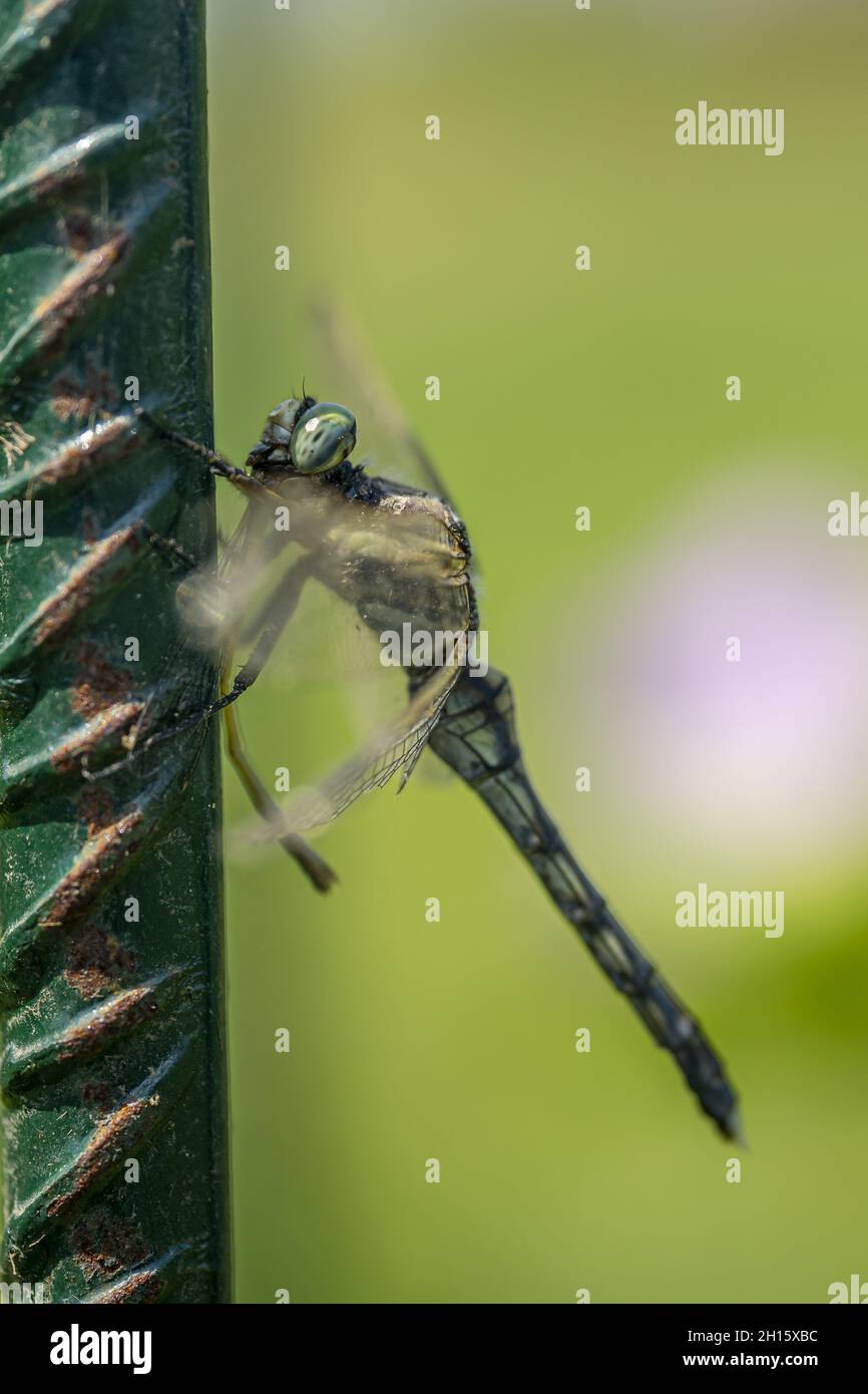 Vertical shot of a dragonfly on a rusty metal pole outdoors Stock Photo ...