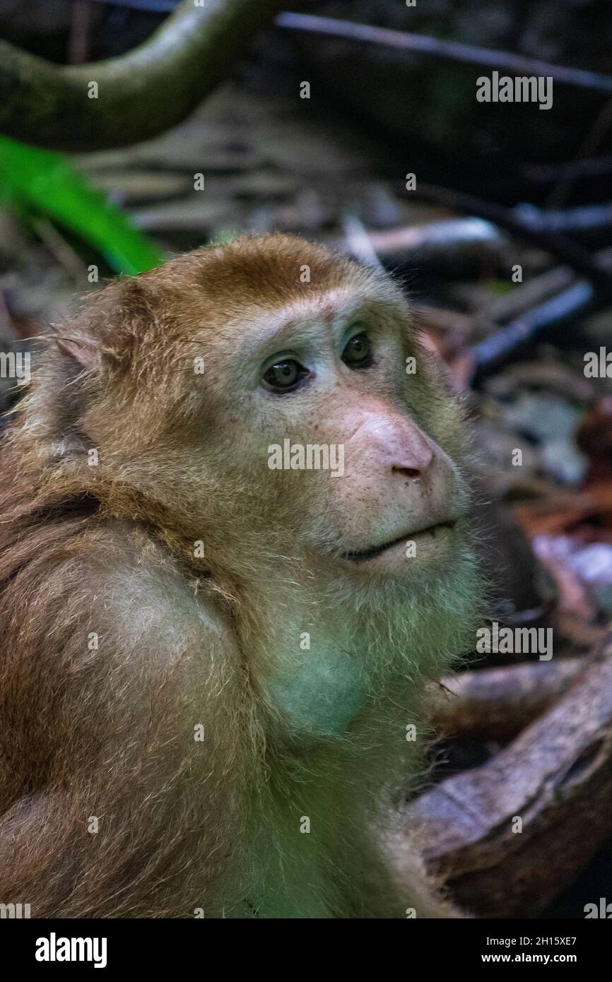 Asian monkey hi-res stock photography and images - Alamy