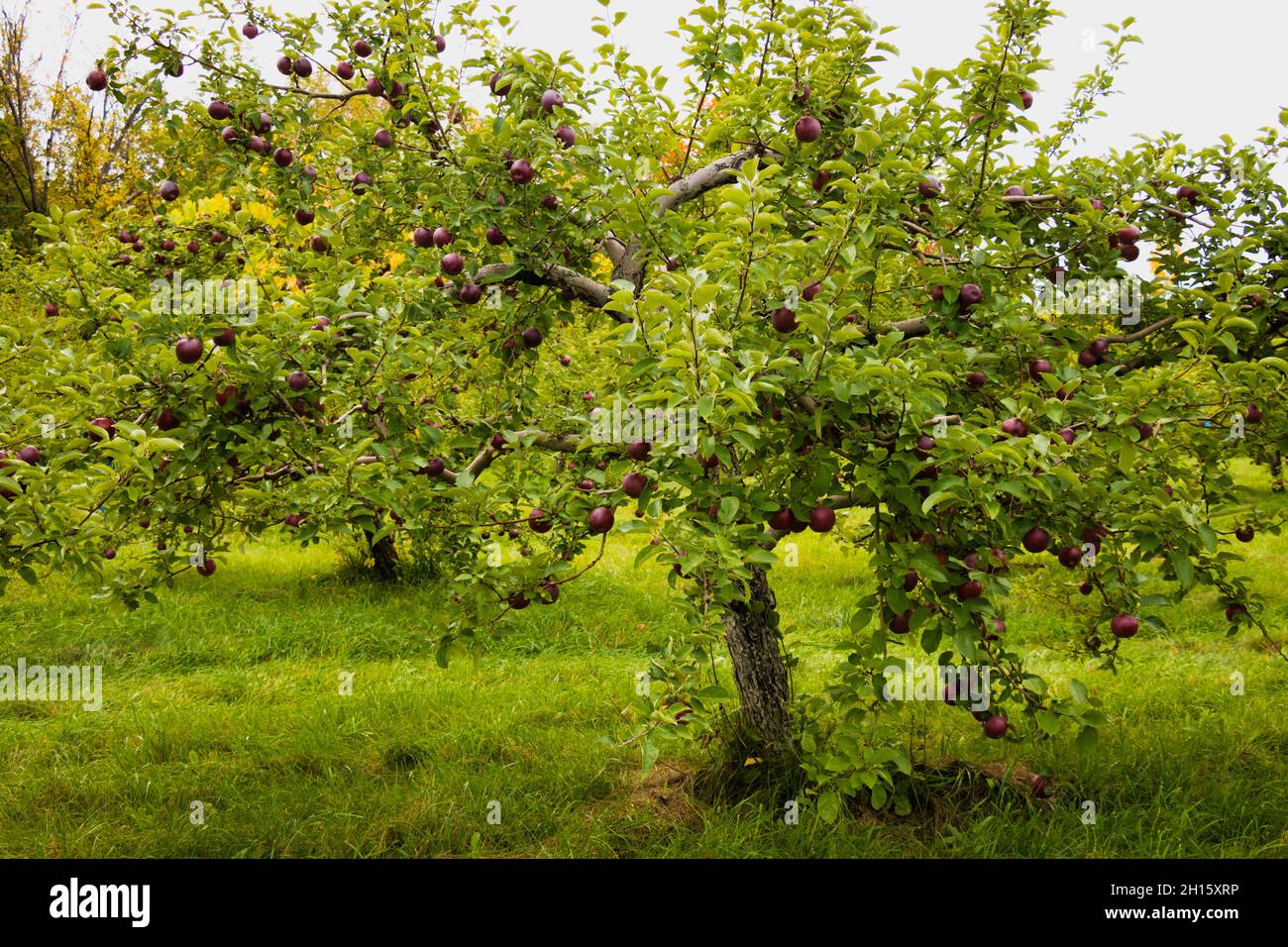 Fall in canada hi-res stock photography and images - Alamy