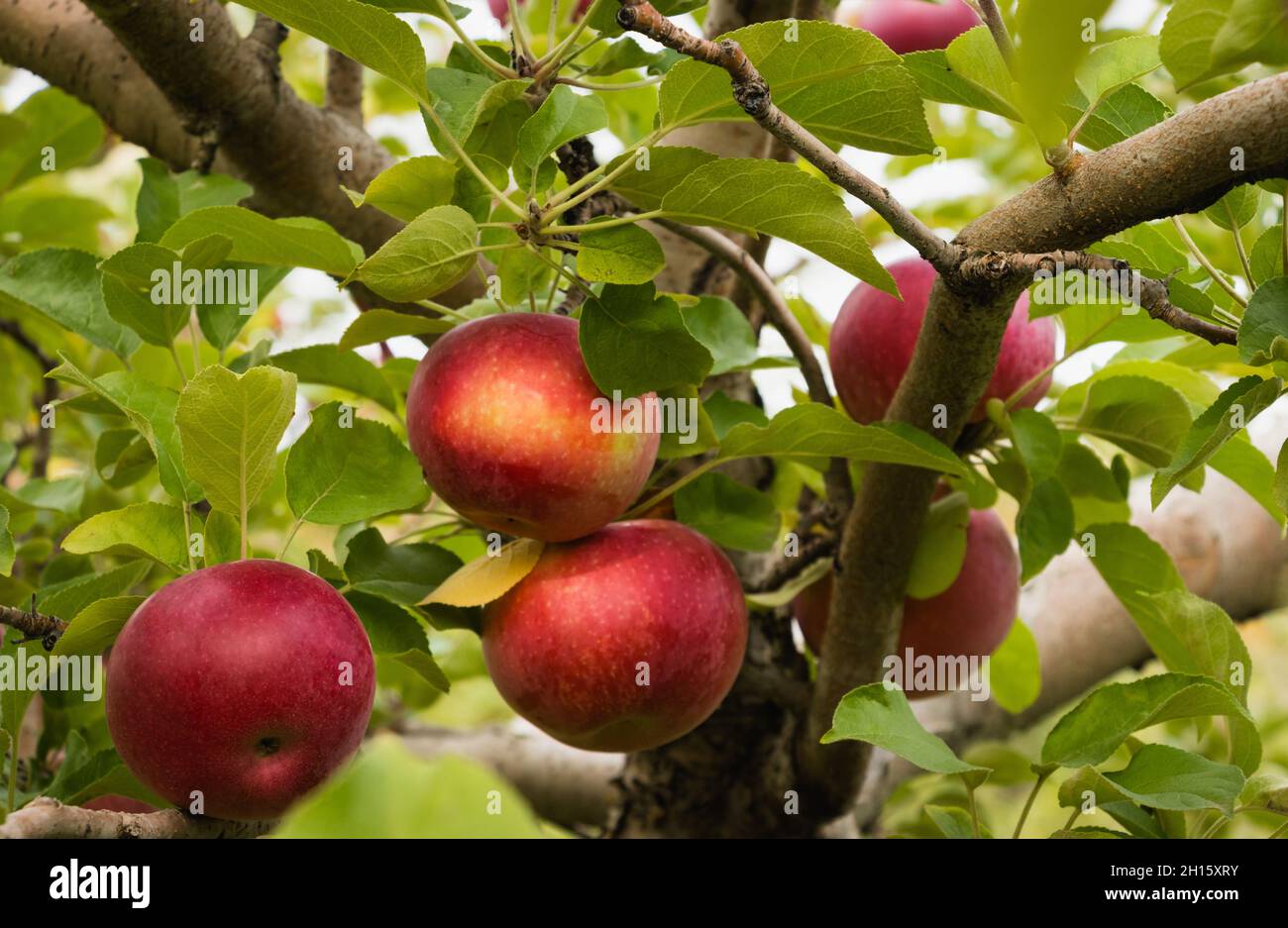 Apples hanging in the tree Stock Photo - Alamy