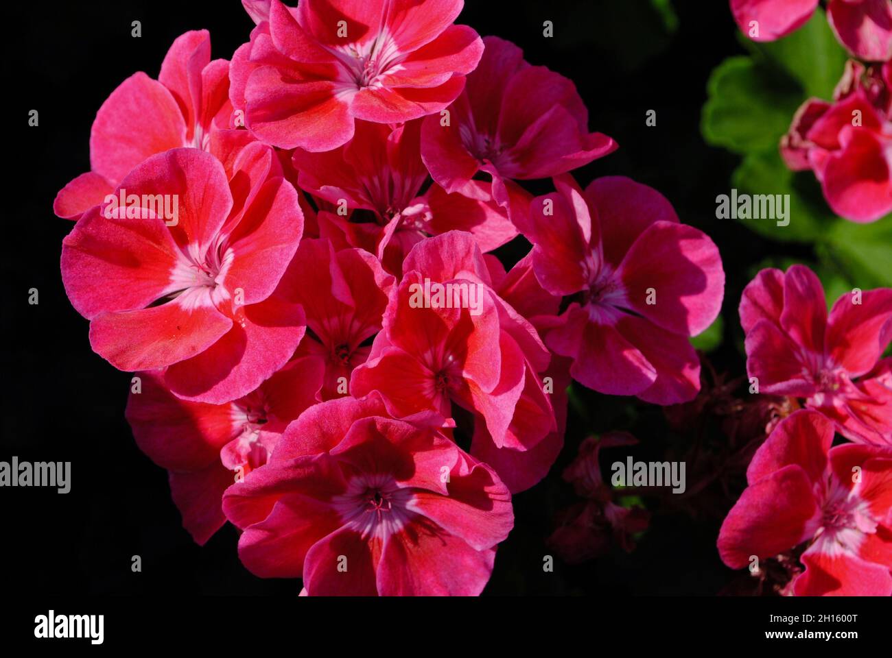 Close up of geranium flower on roof deck garden in New York City Stock ...