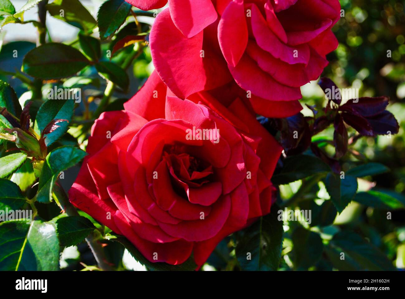 Rose garden top hi-res stock photography and images - Alamy