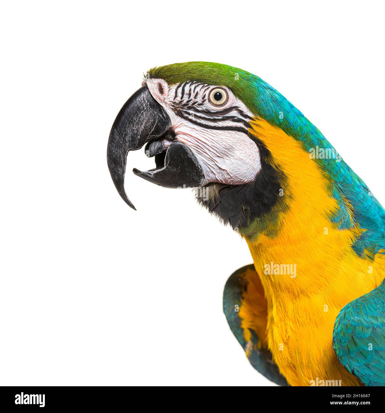 Head shot of a Blue and yellow macaw beak open, isolated on white Stock ...