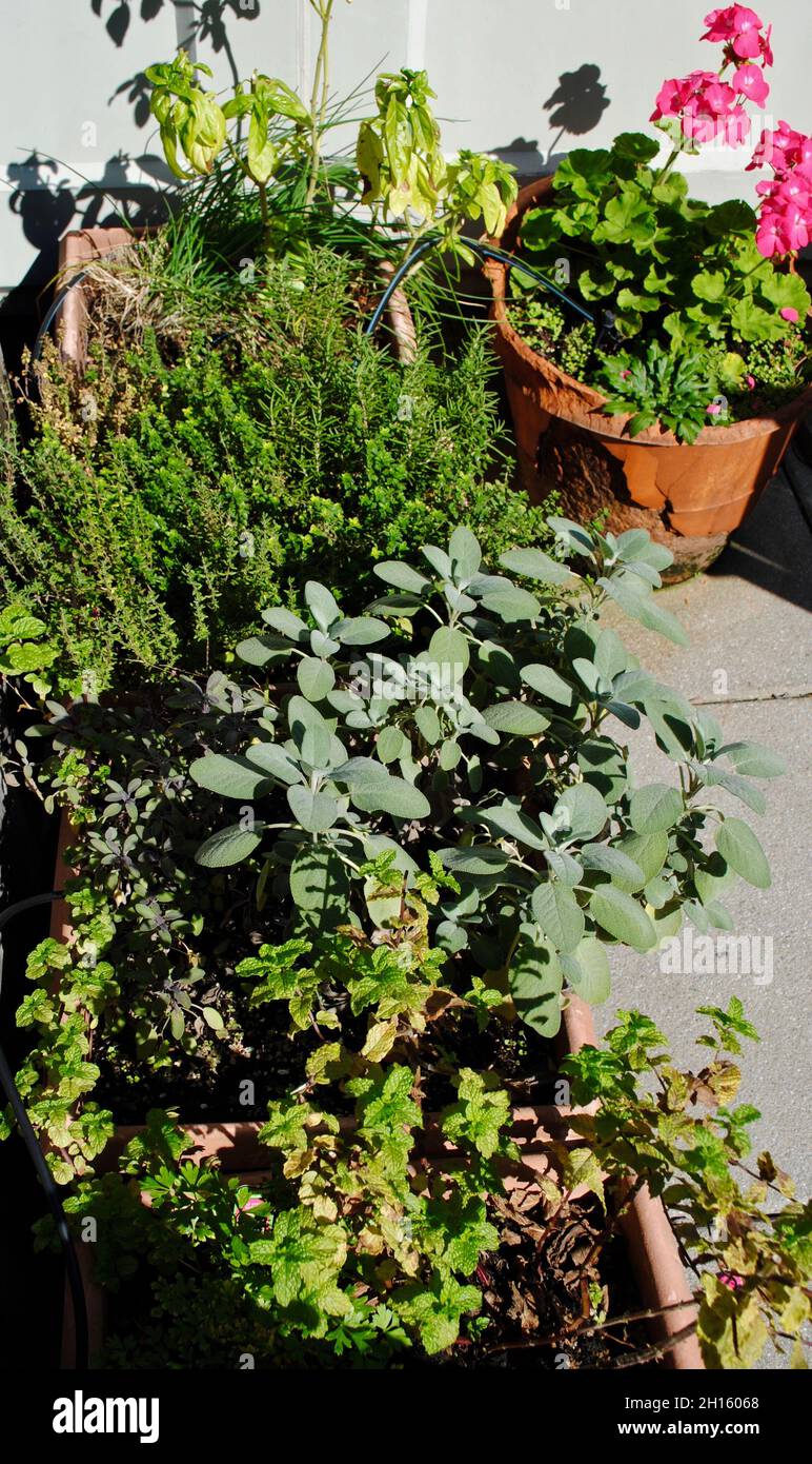 Roof top garden gardening hi-res stock photography and images - Alamy