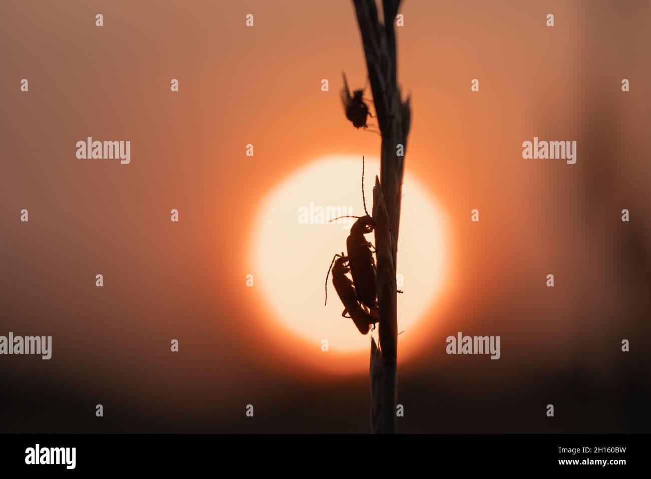 Silhouette of insects mating on a wooden branch against a sunset ...