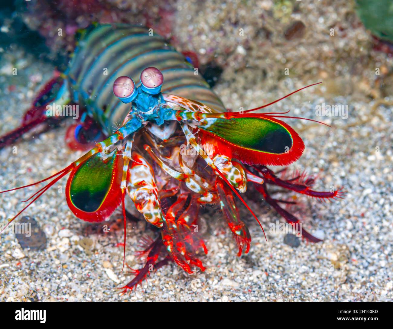 Coral reef in South Pacific off the coast of the island of Sulawesi ...