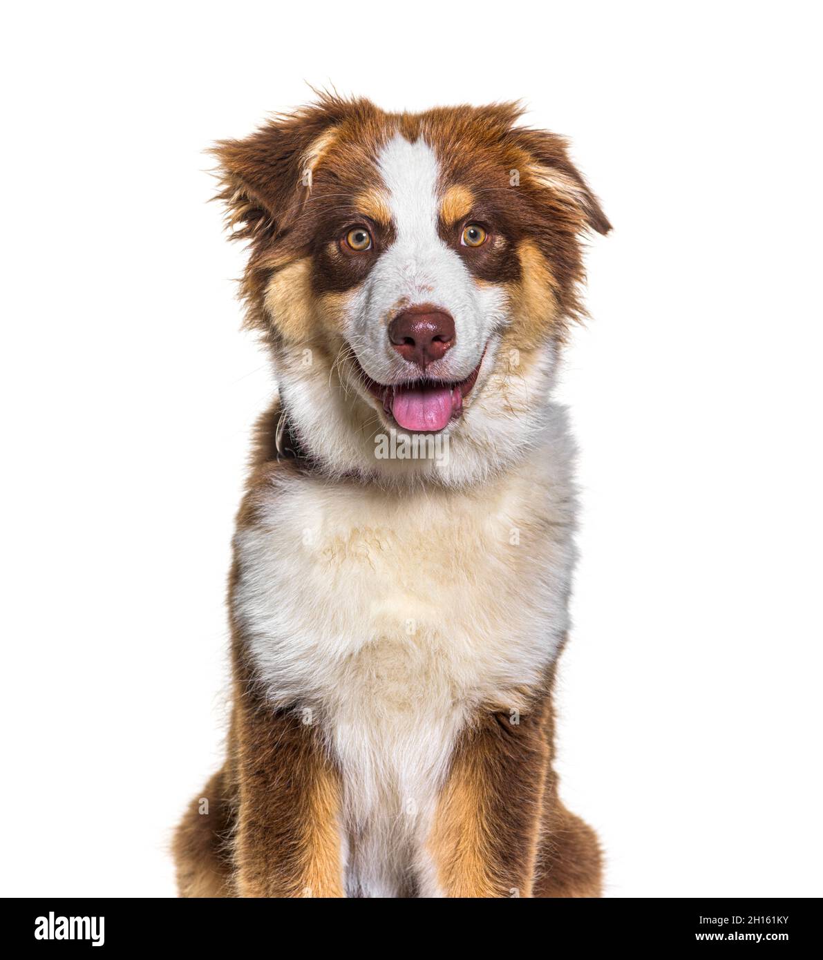 Head shot of a Panting Australian Shepherd dog Stock Photo - Alamy
