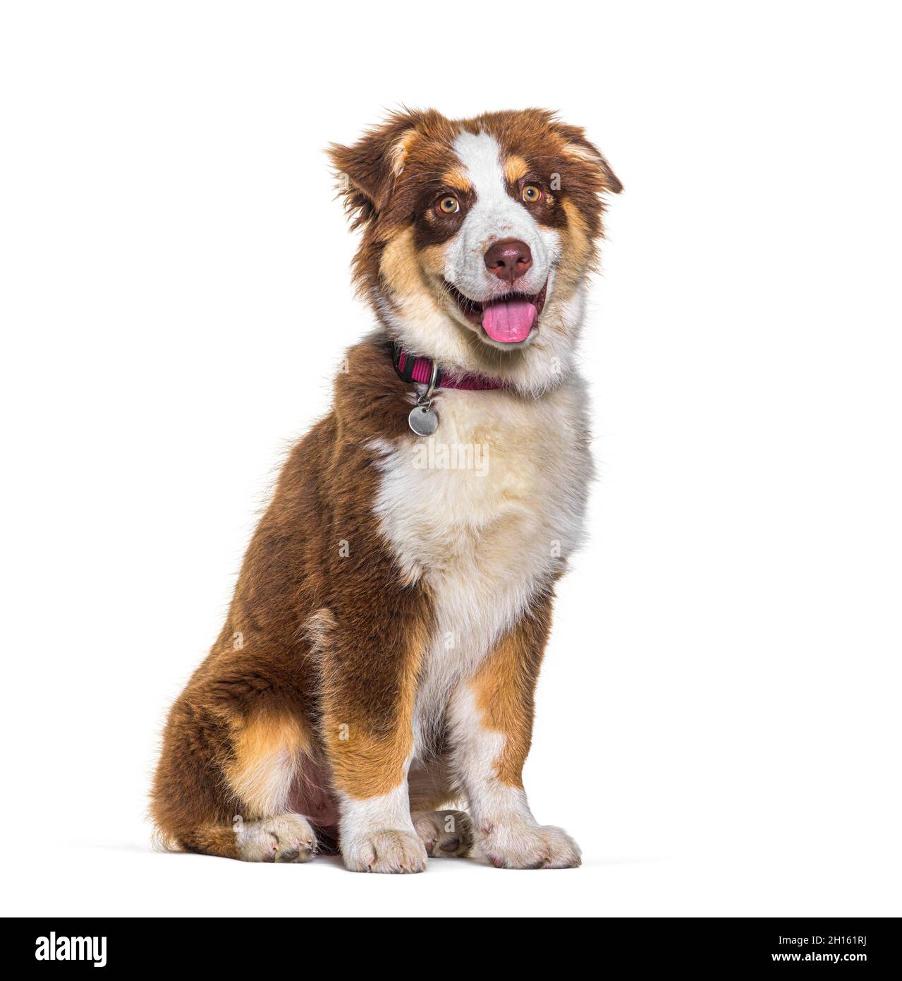 Tri color canine Cut Out Stock Images & Pictures - Alamy
