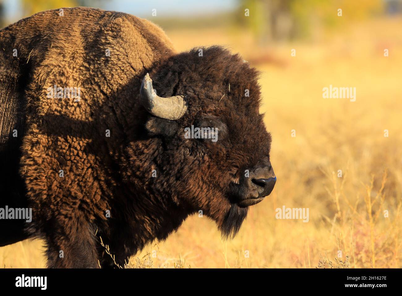 American Bull Bison Stock Photo - Alamy