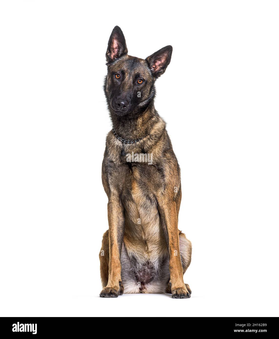 Sitting Malinois dog, Isolated on white Stock Photo - Alamy