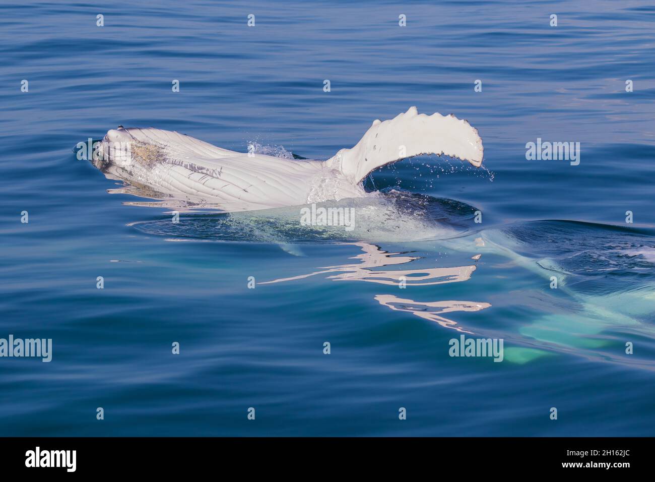 Humpback calf relaxing in a calm ocean Stock Photo - Alamy