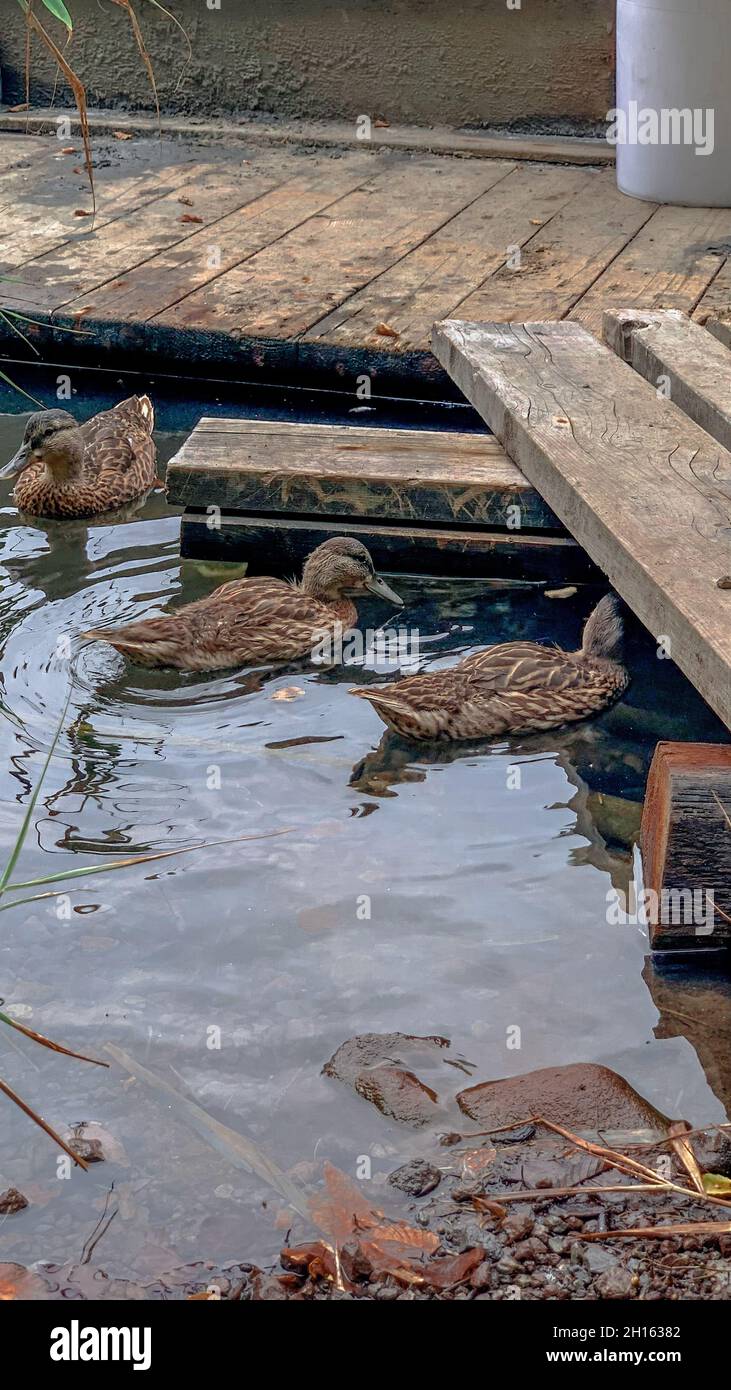 A vertical shot of three beautiful Water birds swimming in a lake near ...