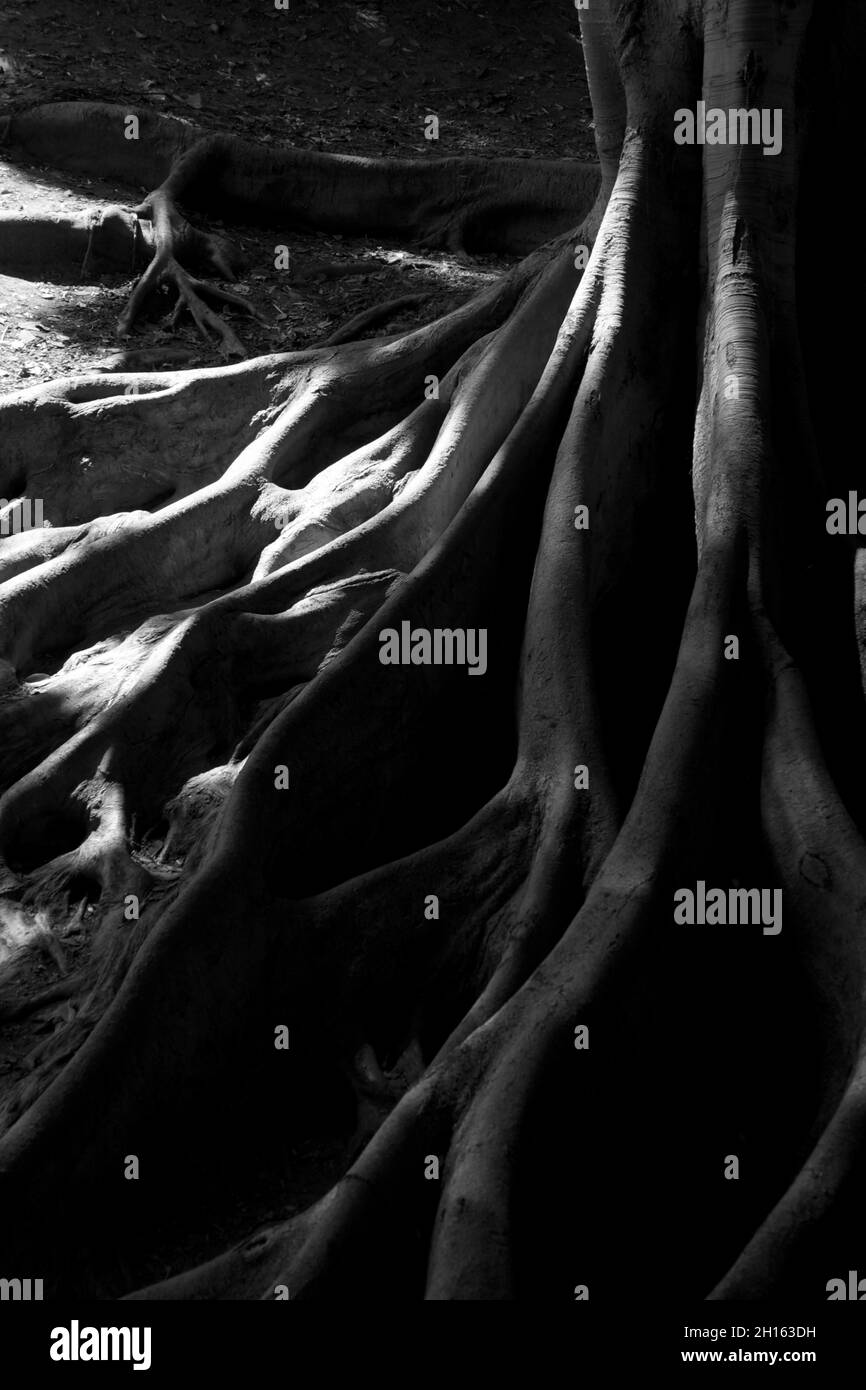 Plant roots Black and White Stock Photos & Images - Alamy